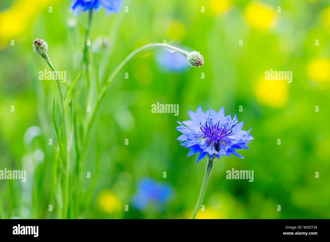 Blue Cornflowers, also called Bachelor's Buttons in the Field on a ...