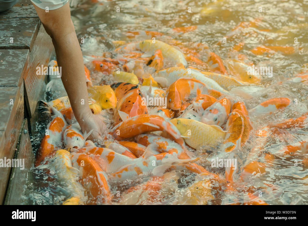 Woman feeding food fancy hi-res stock photography and images - Alamy