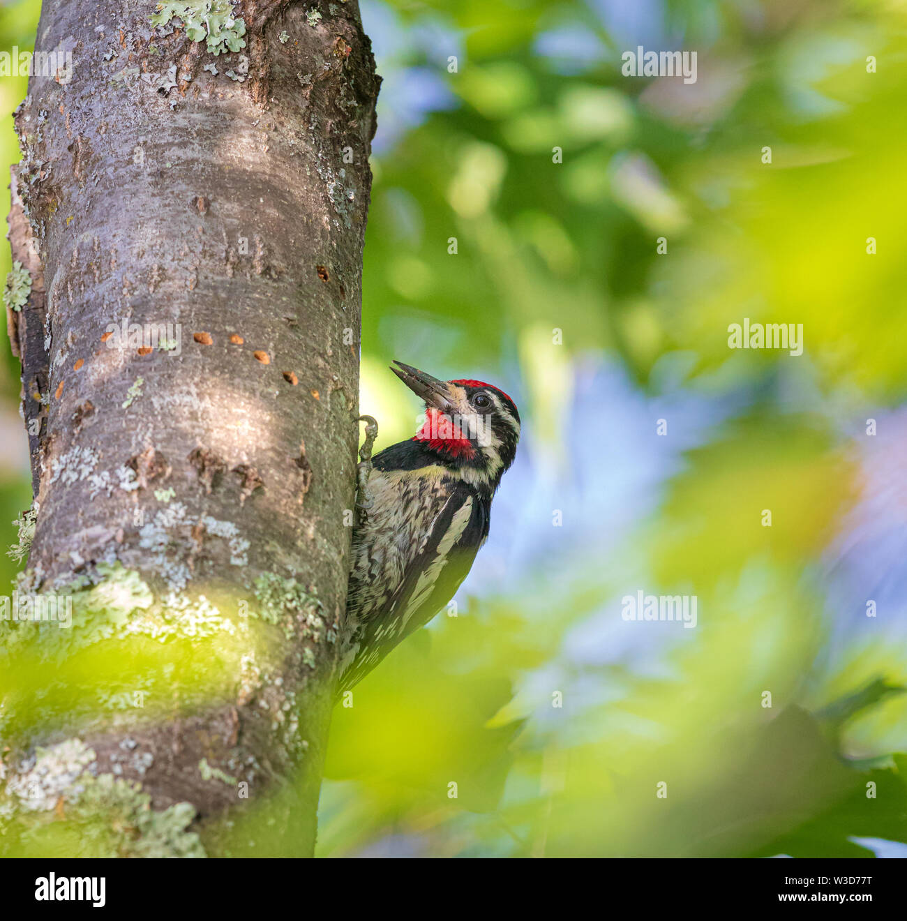 Male yellow-bellied sapsucker feeding in the summer forest of northern ...