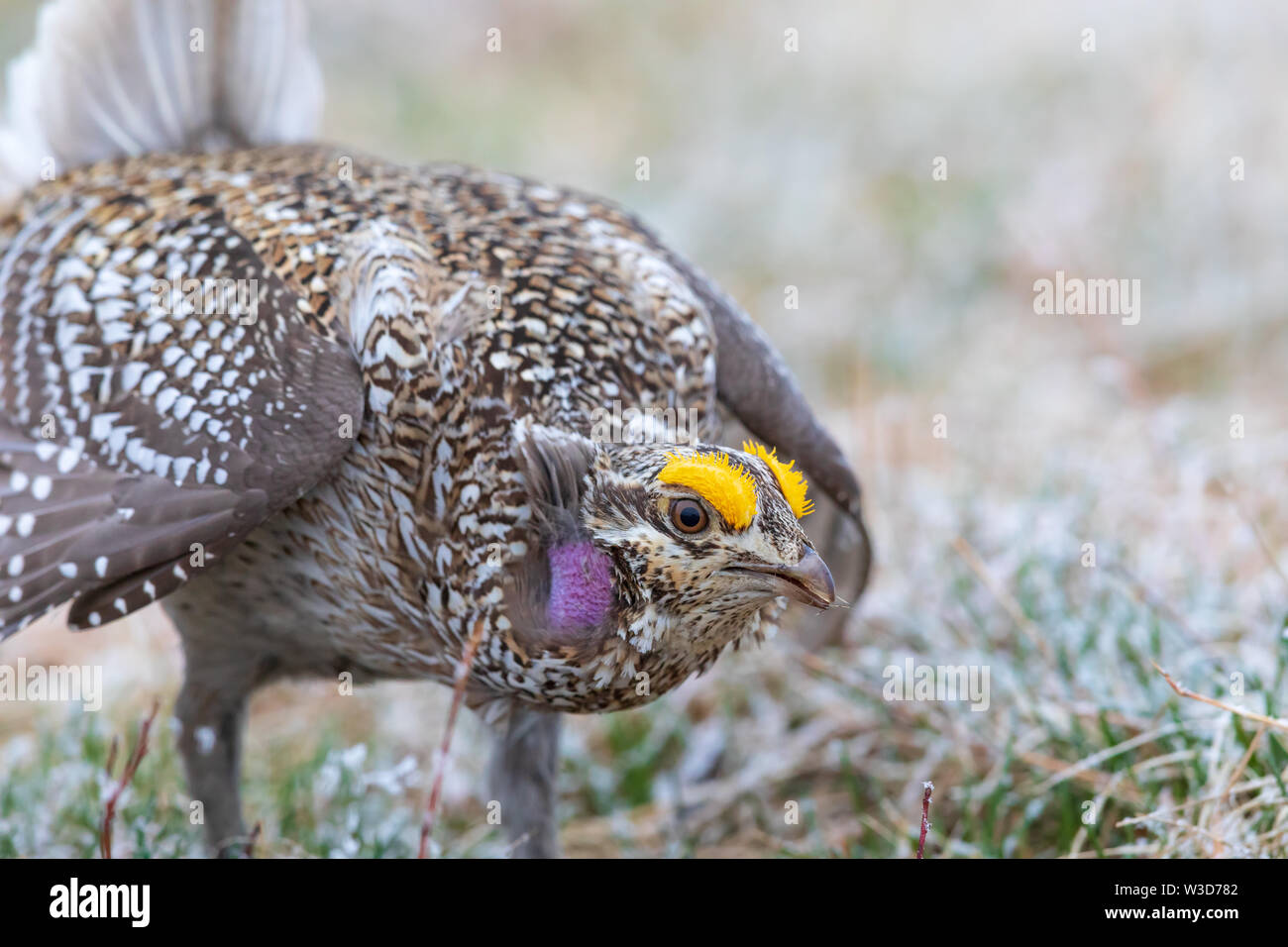 Sharptail dance hi-res stock photography and images - Alamy