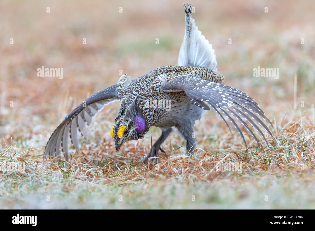 Male sharp-tailed grouse dancing on a lek Stock Photo - Alamy
