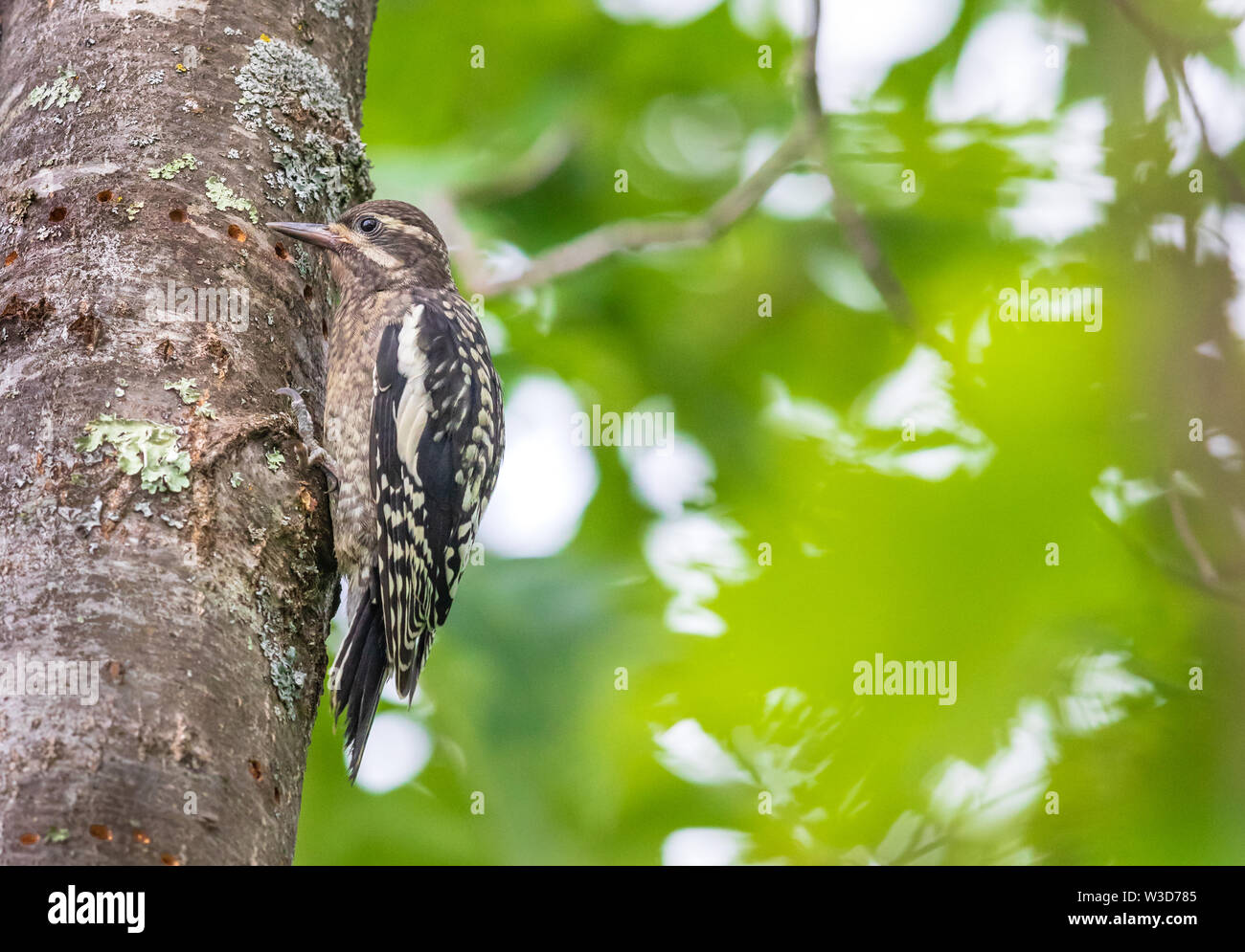 Young yellow bellied sapsucker hi-res stock photography and images - Alamy