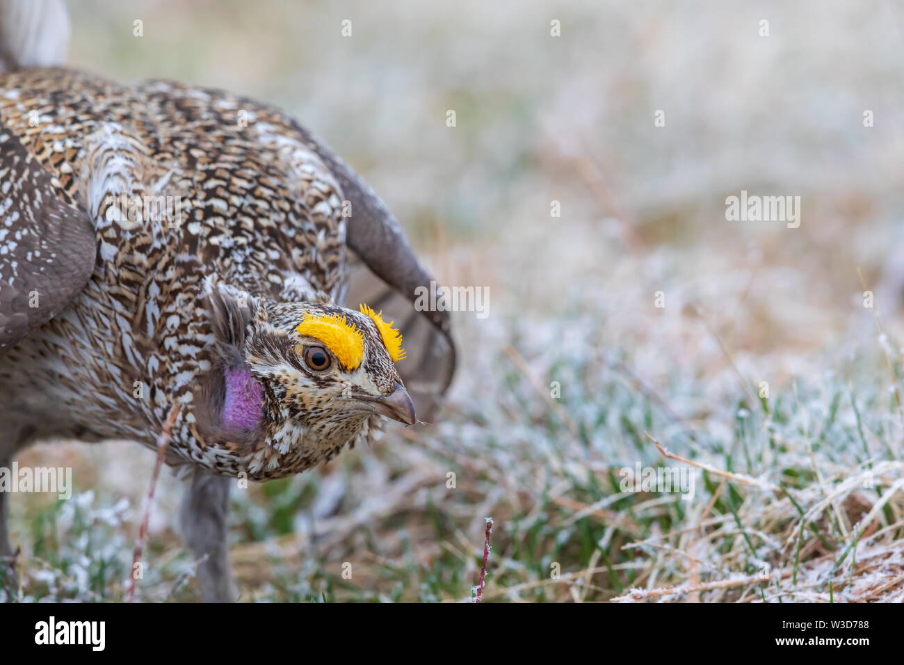 Male sharp-tailed grouse dancing on a lek Stock Photo - Alamy