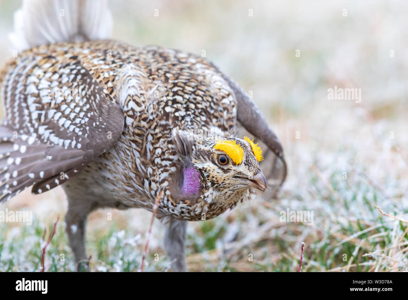Male sharp-tailed grouse dancing on a lek Stock Photo - Alamy