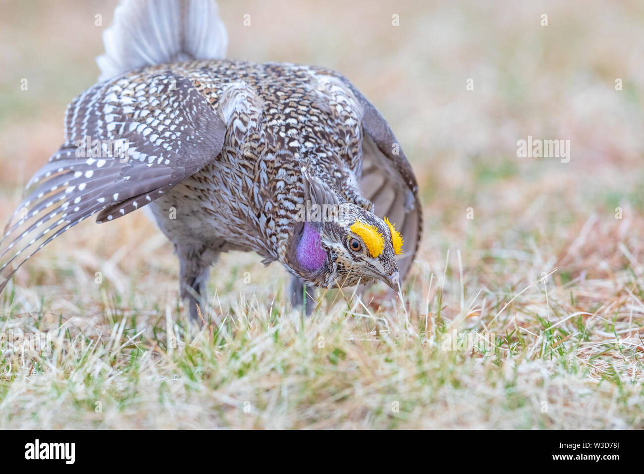 Male sharp-tailed grouse dancing on a lek Stock Photo - Alamy