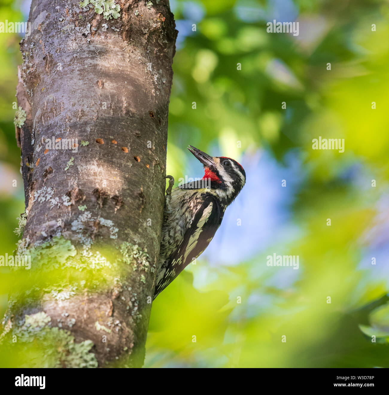 Male yellow-bellied sapsucker feeding in the summer forest of northern ...