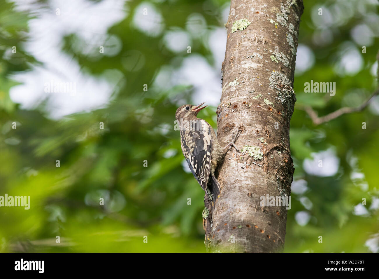 Immature yellow-bellied sapsucker in the woodland of northern Wisconsin ...