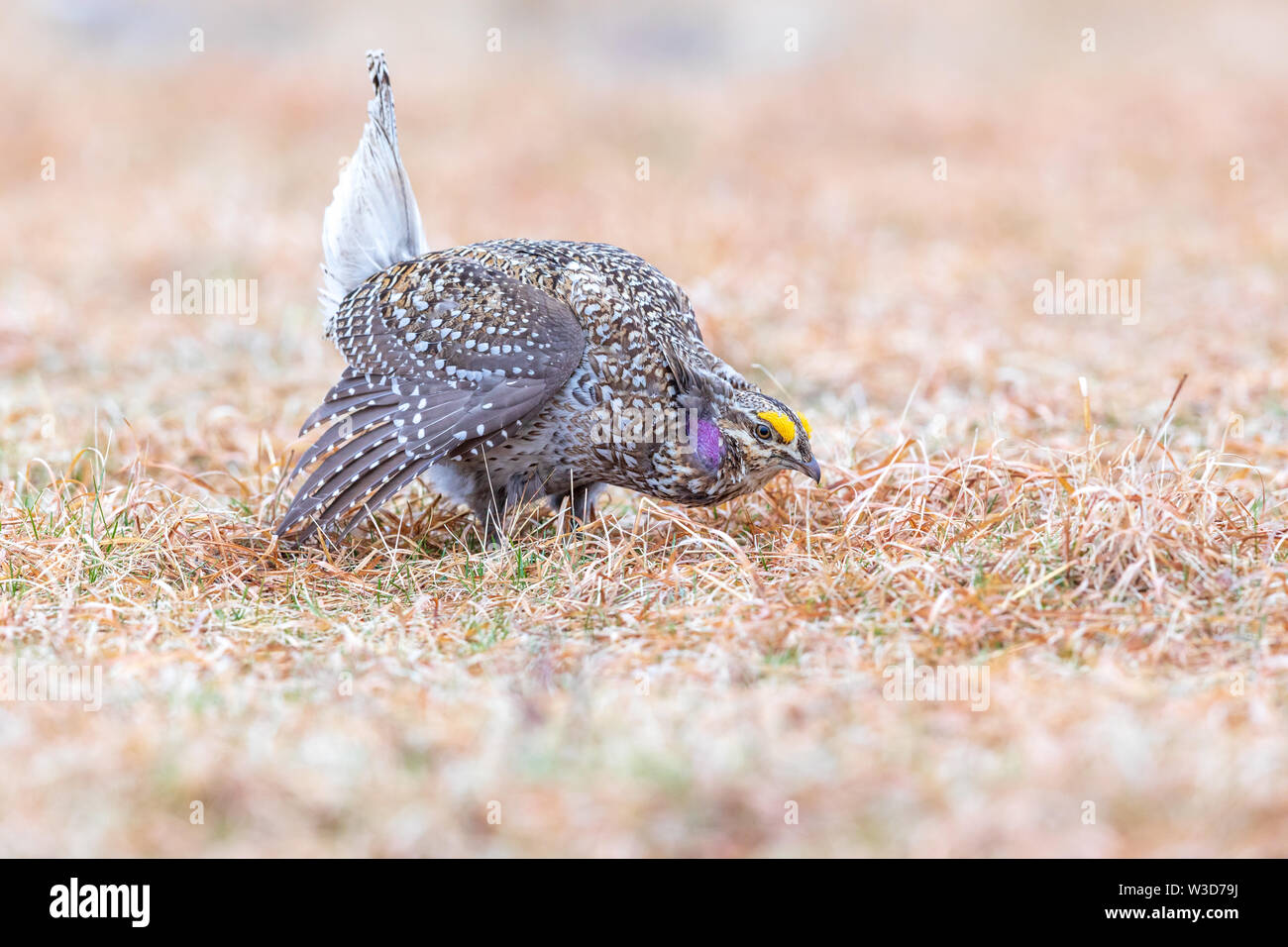 Male sharp-tailed grouse dancing on a lek Stock Photo - Alamy