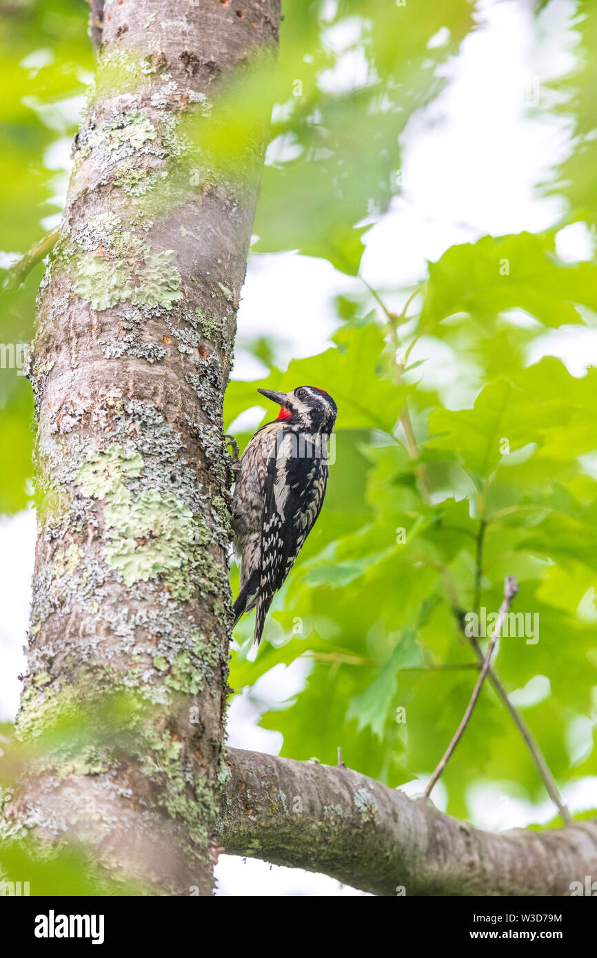 Male yellow-bellied sapsucker feeding in the summer forest of northern ...