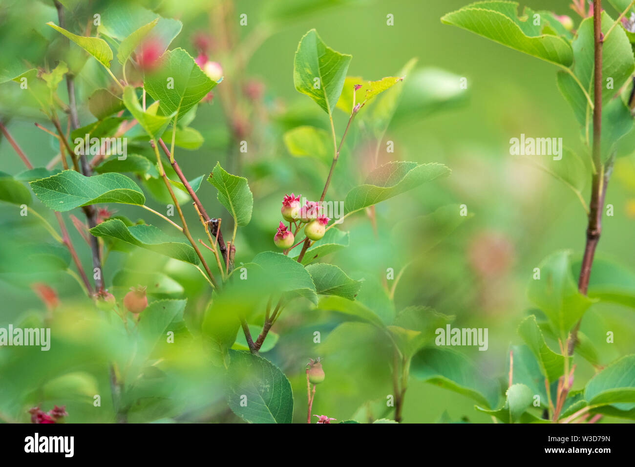 Juneberry growing in northern Wisconsin Stock Photo - Alamy