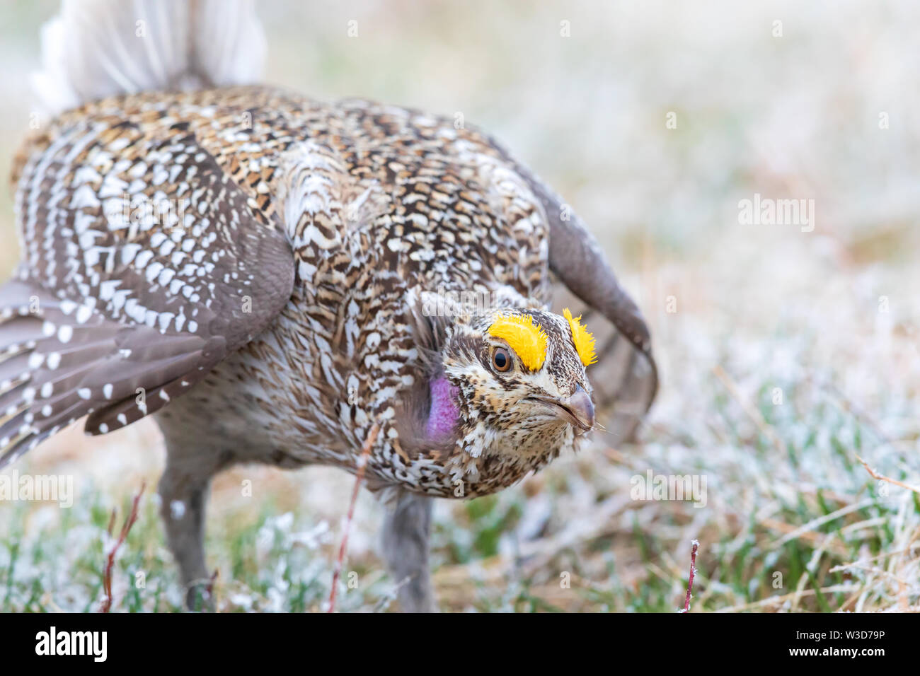 Male sharp-tailed grouse dancing on a lek Stock Photo - Alamy