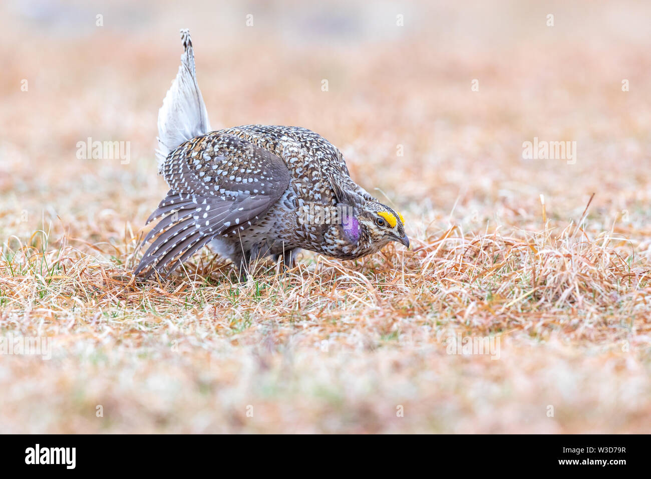 Male sharp-tailed grouse dancing on a lek Stock Photo - Alamy