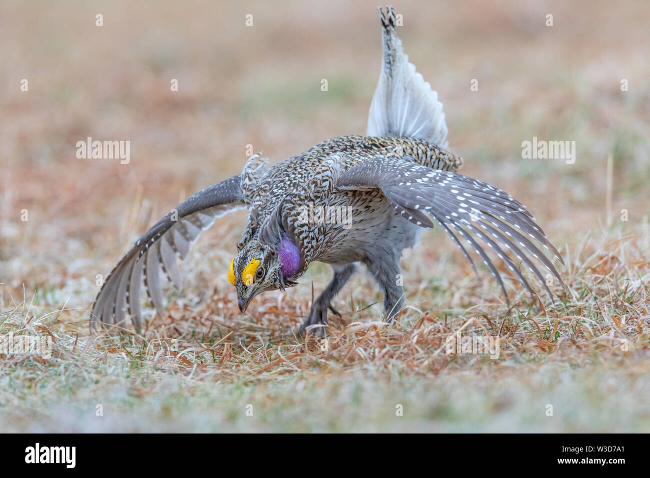 Male sharp-tailed grouse dancing on a lek Stock Photo - Alamy