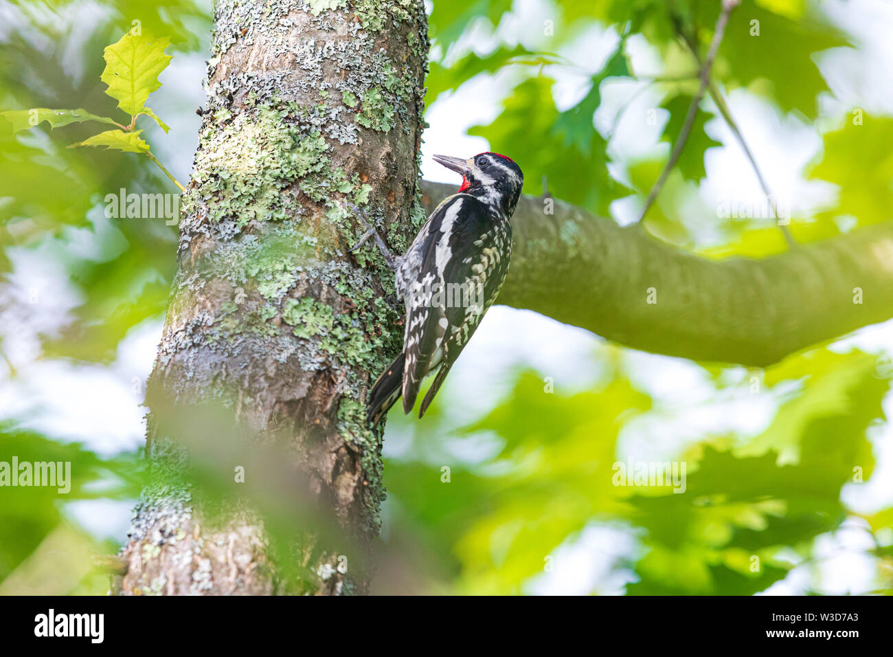 Male yellow-bellied sapsucker feeding in the summer forest of northern ...