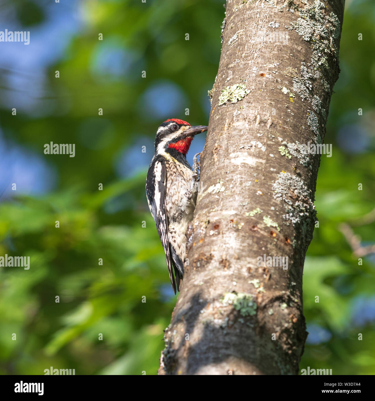 Male yellow-bellied sapsucker feeding in the summer forest of northern ...