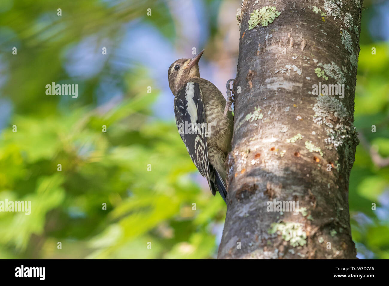 Immature yellow-bellied sapsucker in the woodland of northern Wisconsin ...