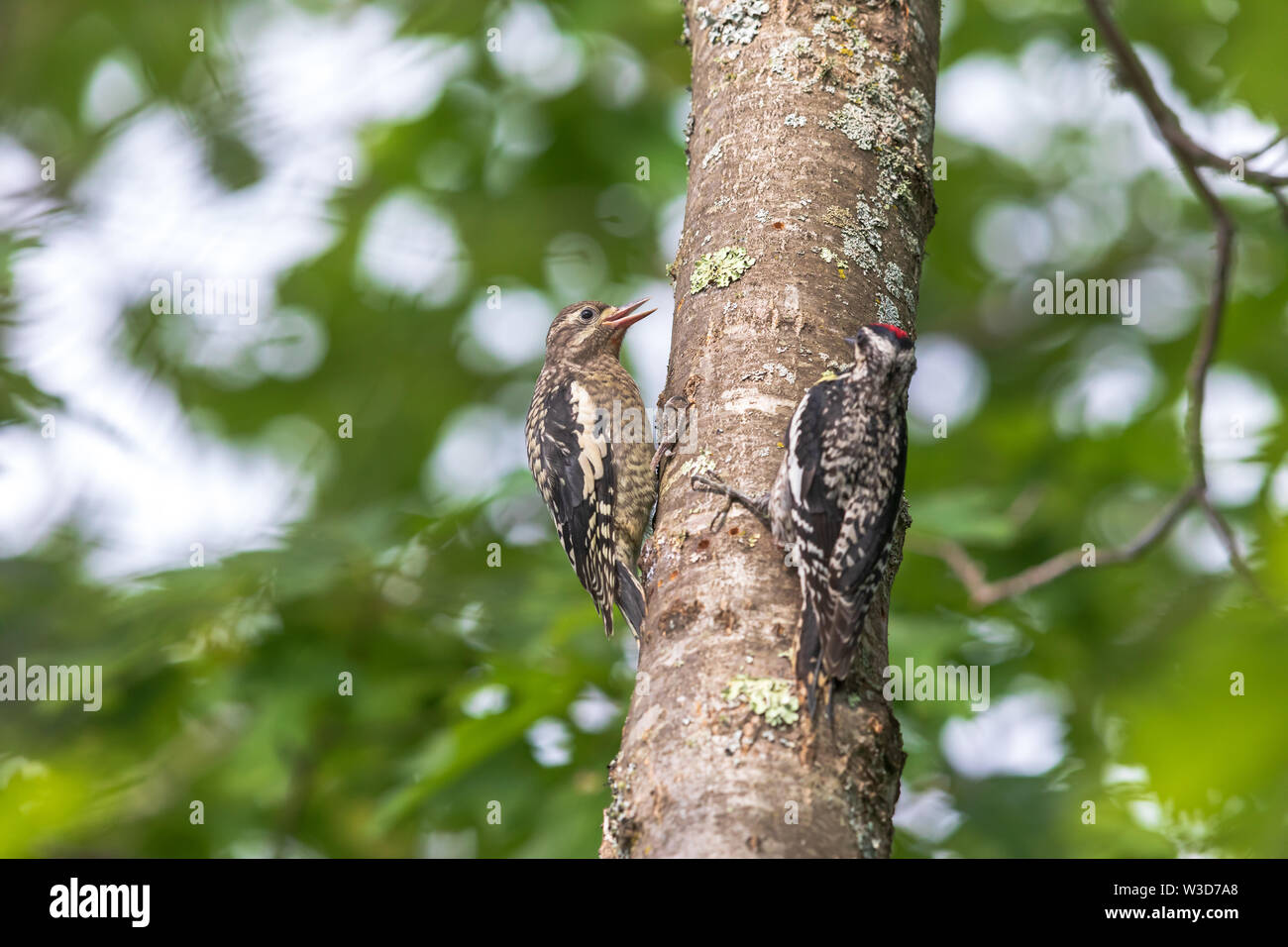 Young yellow bellied sapsucker hi-res stock photography and images - Alamy