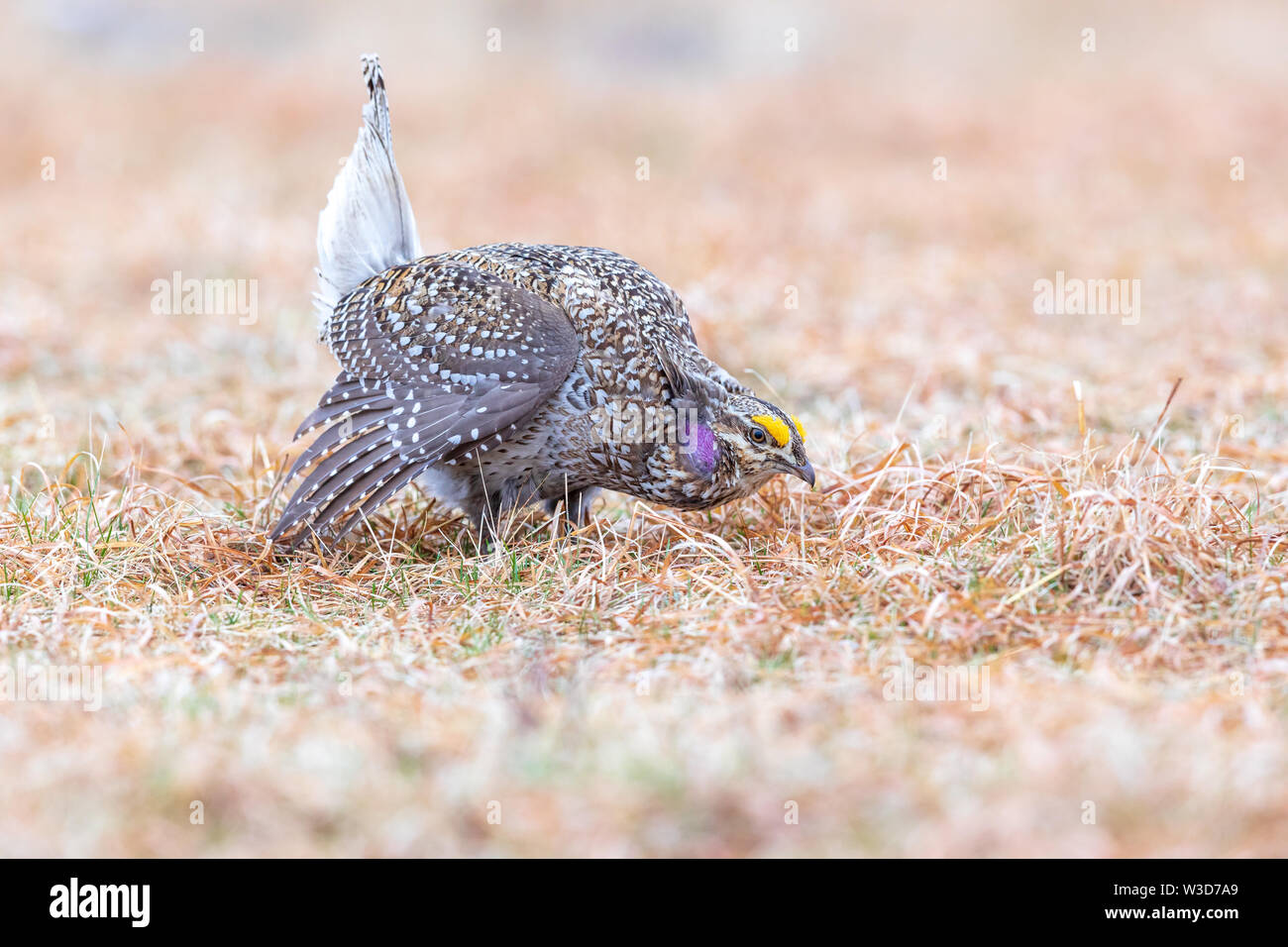 Male sharp-tailed grouse dancing on a lek Stock Photo - Alamy