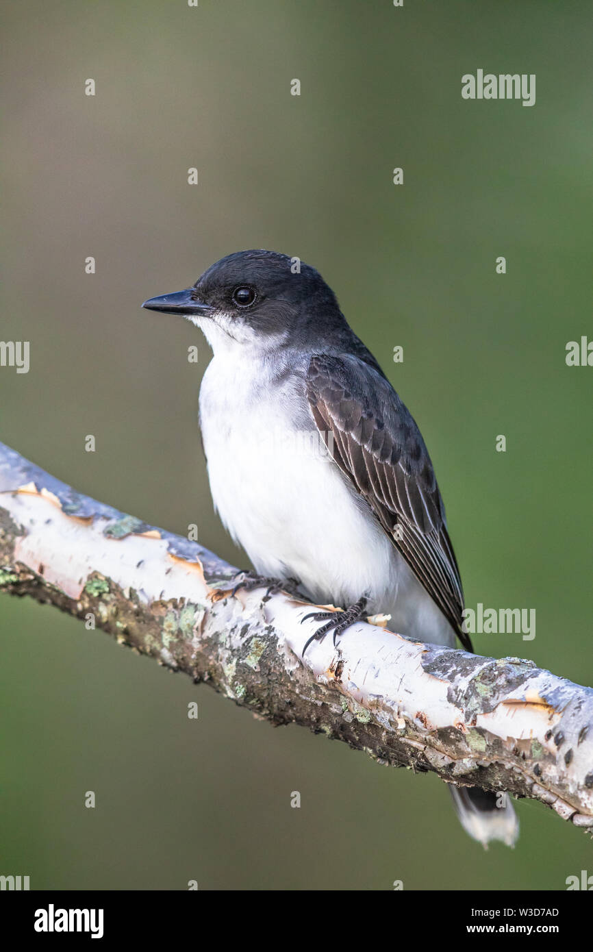 North american kingbird hi-res stock photography and images - Alamy
