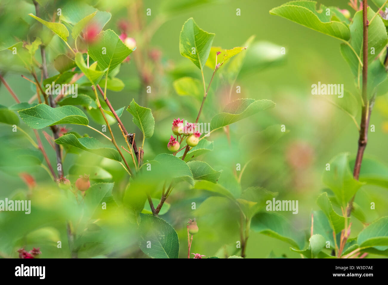Juneberry growing in northern Wisconsin Stock Photo - Alamy