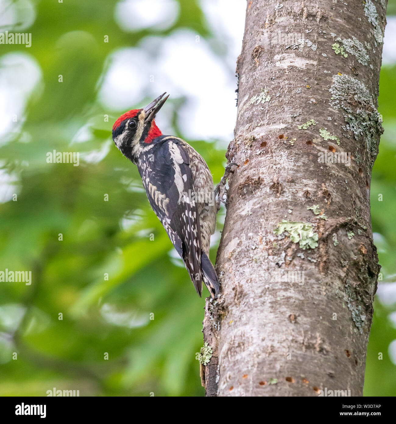 Adult yellow bellied sapsucker hi-res stock photography and images - Alamy