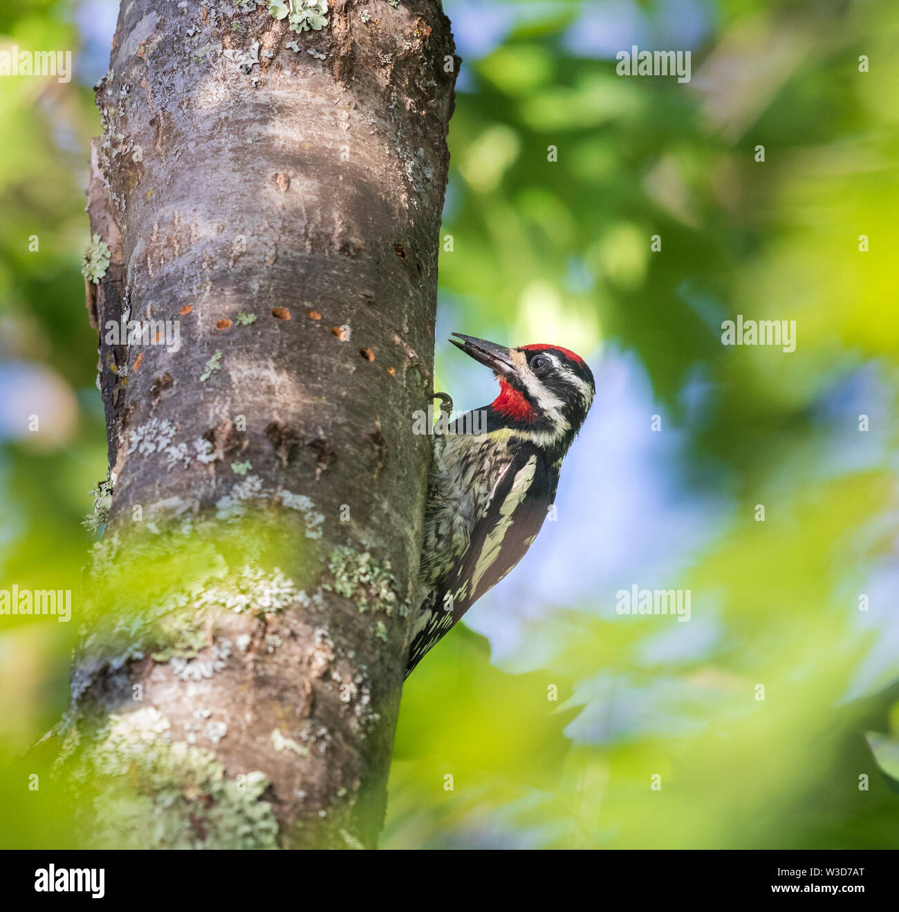 Adult yellow bellied sapsucker hi-res stock photography and images - Alamy