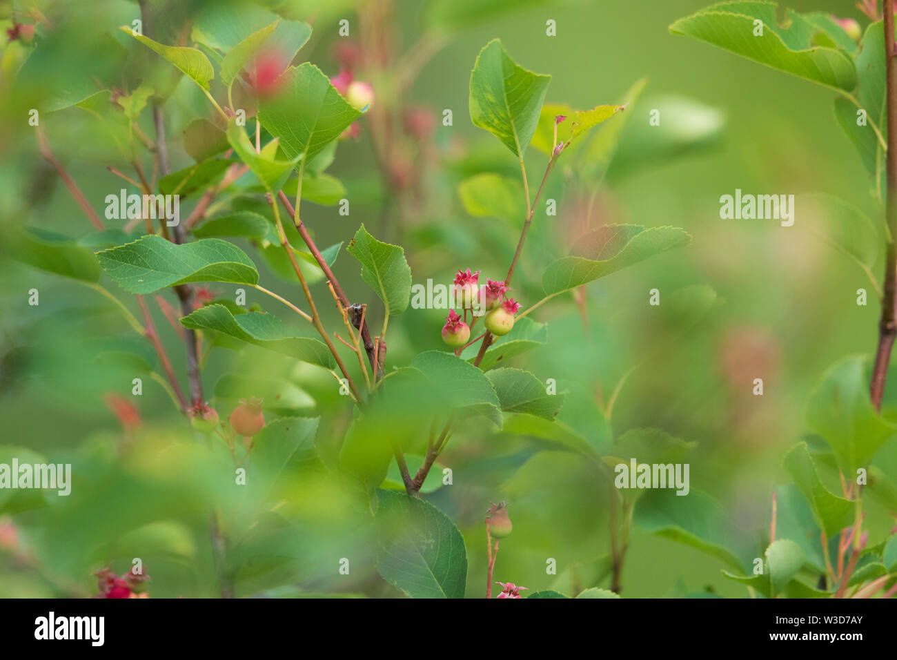 Juneberry growing in northern Wisconsin Stock Photo - Alamy