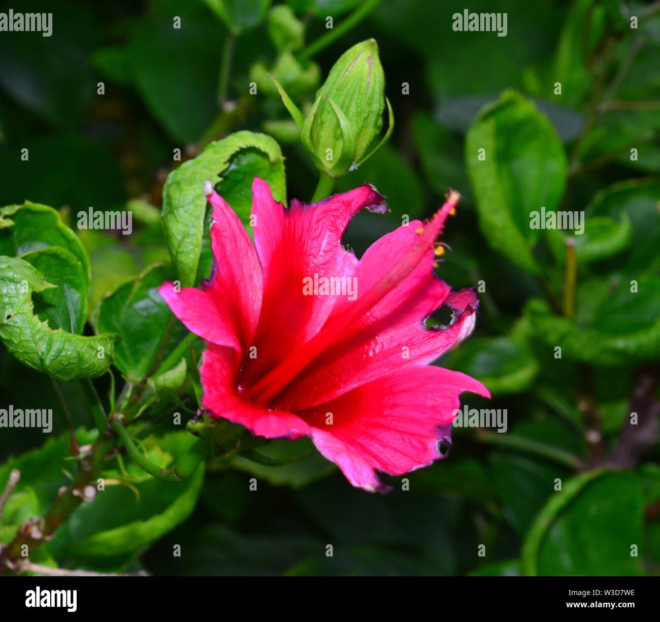 A hibiscus rosa-sinensis, known colloquially as Chinese hibiscus, China ...