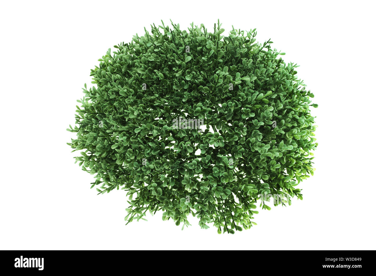 Green Shrub on White Background Stock Photo - Alamy