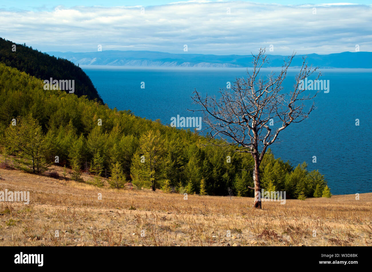 Olkhon Island Russia, dead tree with view of Lake Baikal coastline in ...