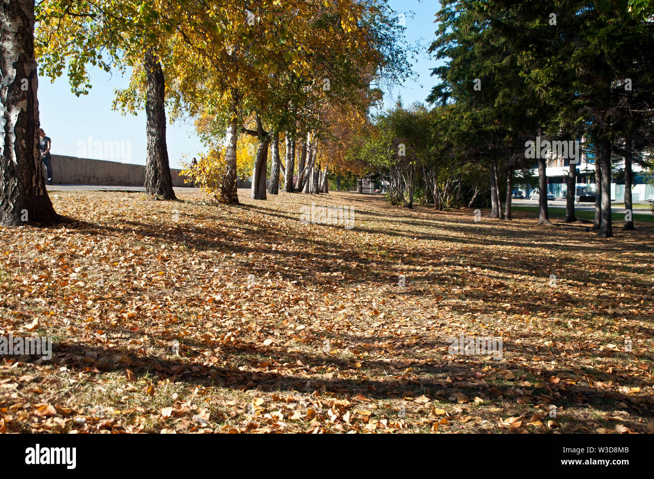 Irkutsk Russia, colorful autumn leaves in local park Stock Photo - Alamy