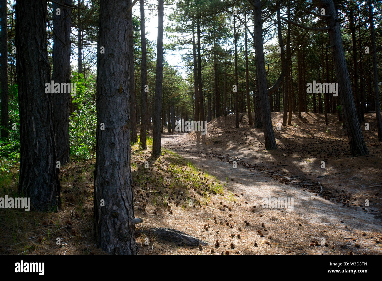Schoorl hi-res stock photography and images - Alamy
