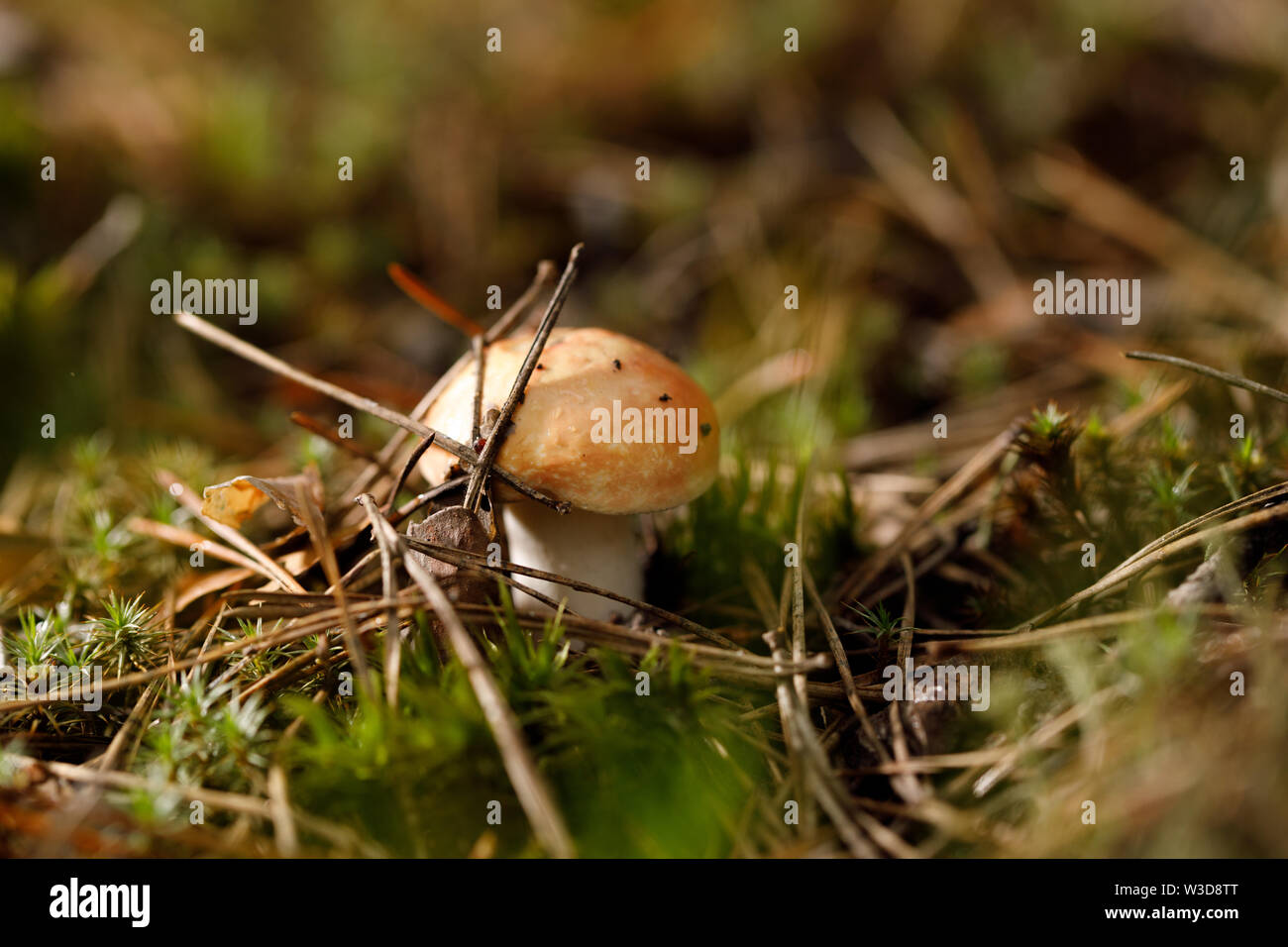 Russula atropurpurea, commonly called the blackish purple Russula or ...
