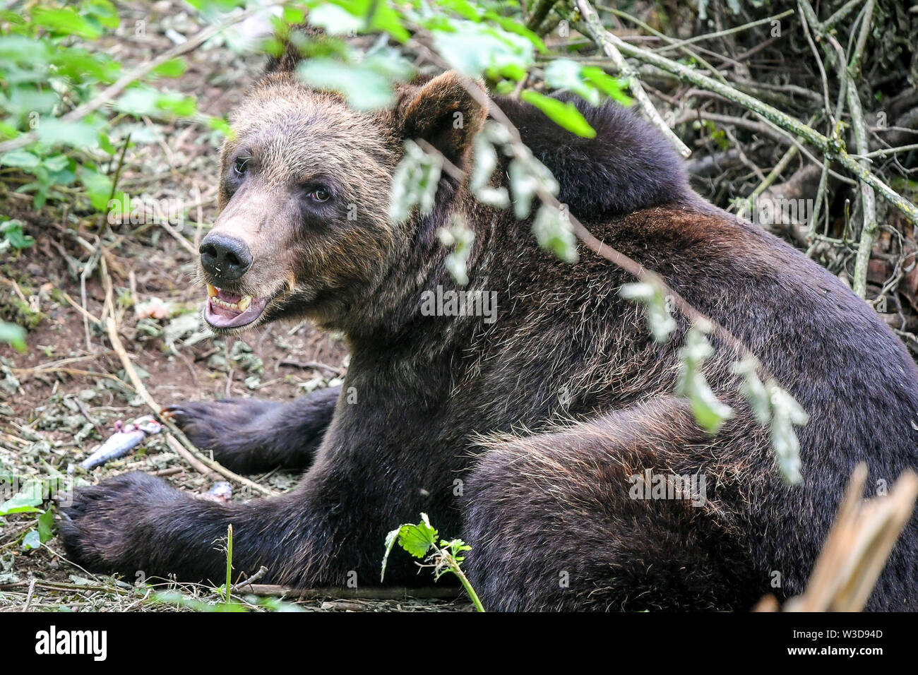 Embargoed to 0001 Tuesday July 16 A European brown bear settles into ...