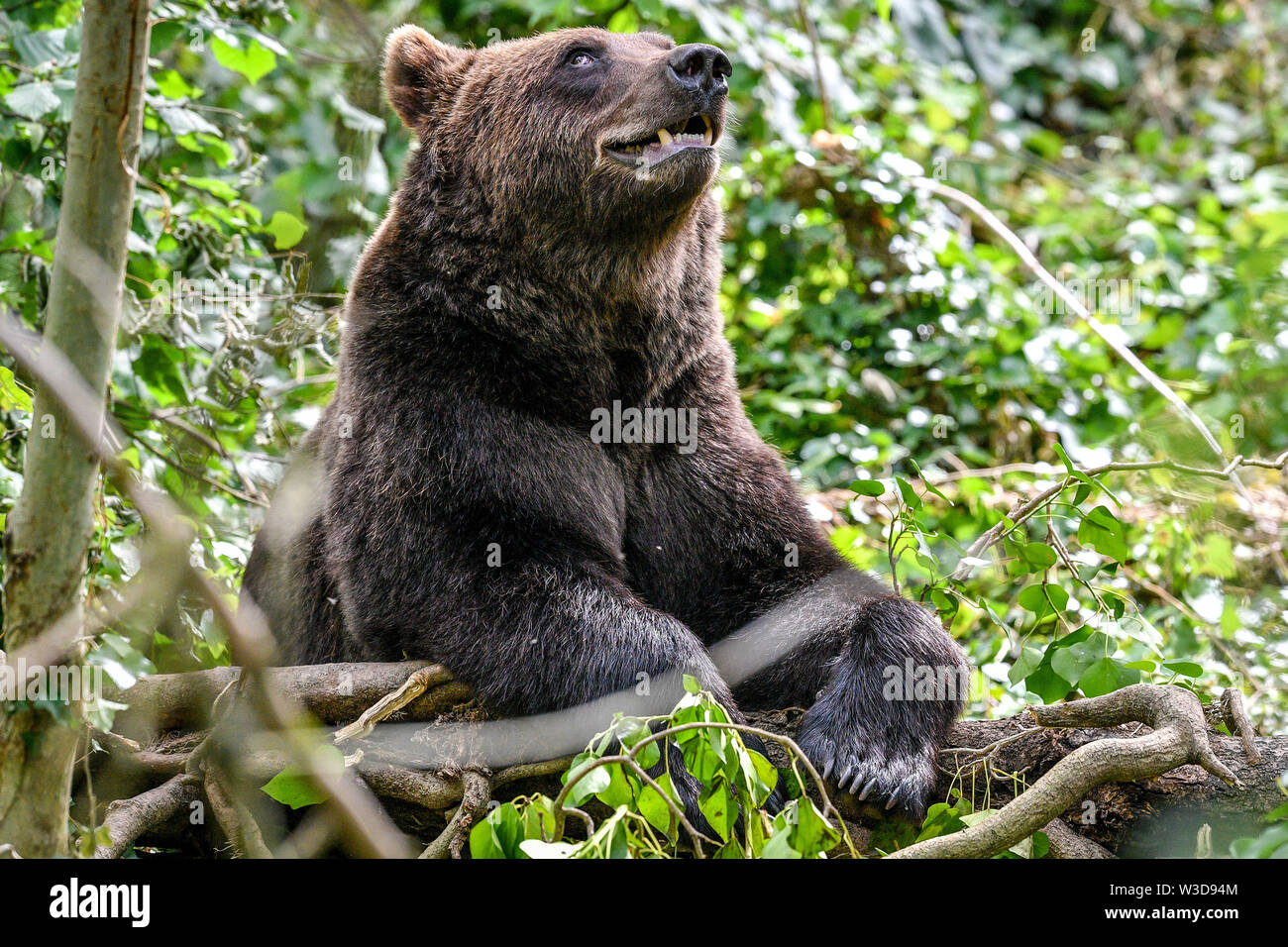 Embargoed to 0001 Tuesday July 16 A European brown bear settles into ...