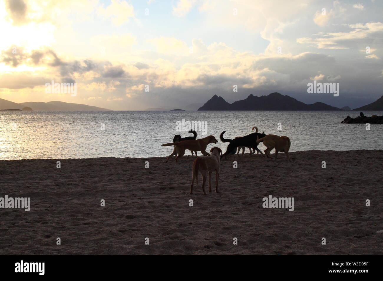 A dog happy and play sea water flow on the beach with sunset Stock ...