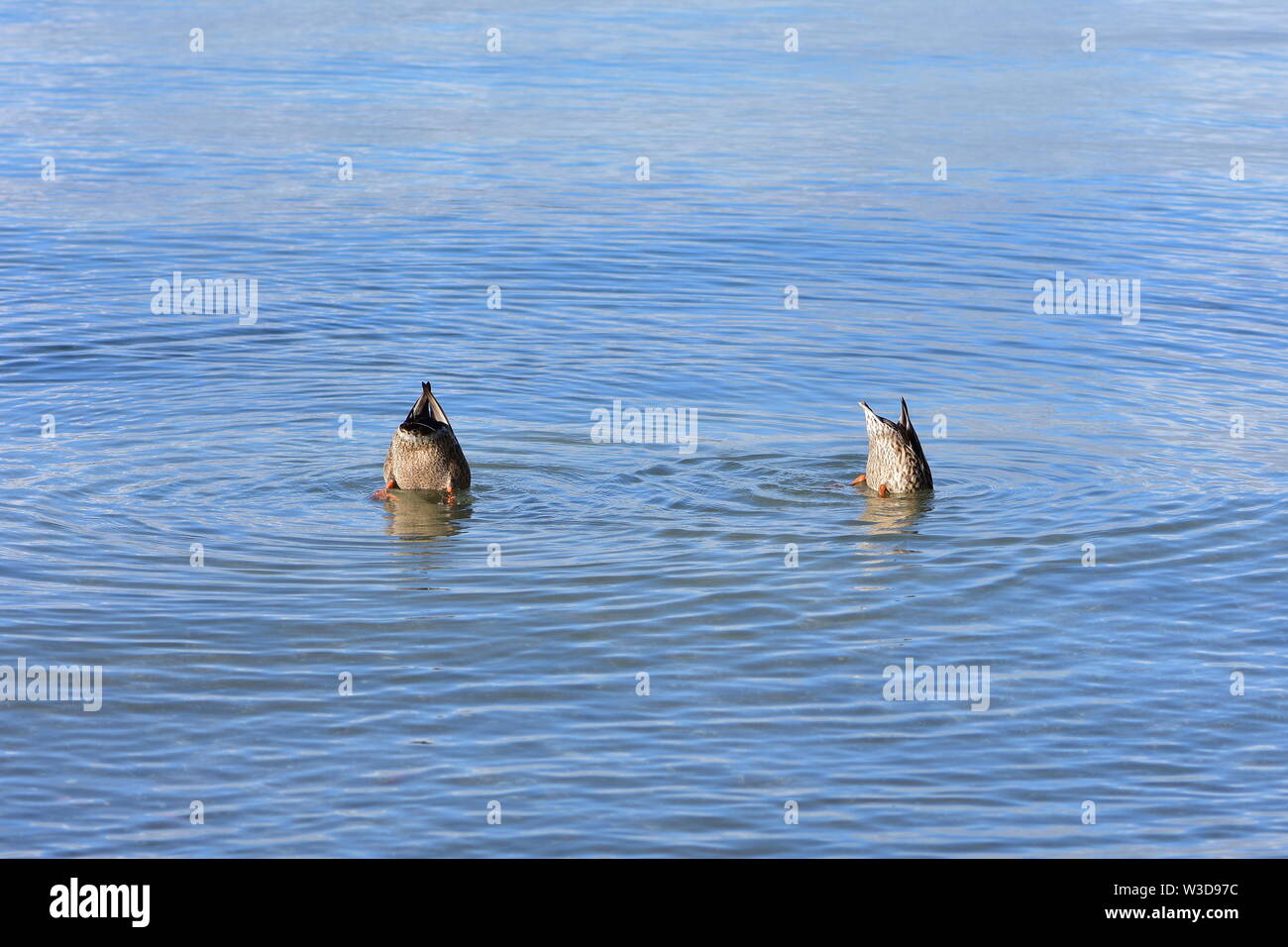 Duck swimming underwater hi-res stock photography and images - Alamy