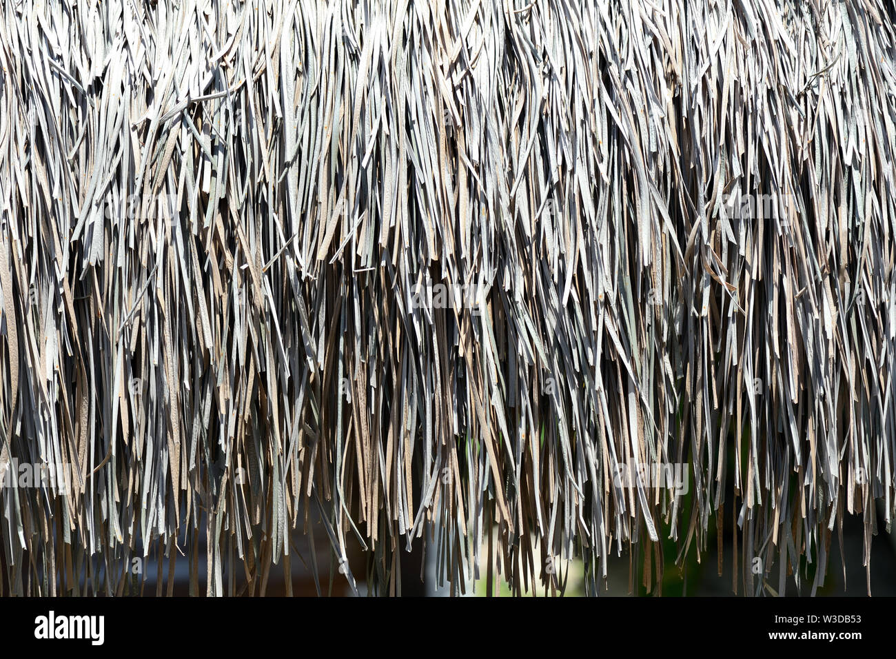 The texture of palm roof close up. Tropical background Stock Photo - Alamy