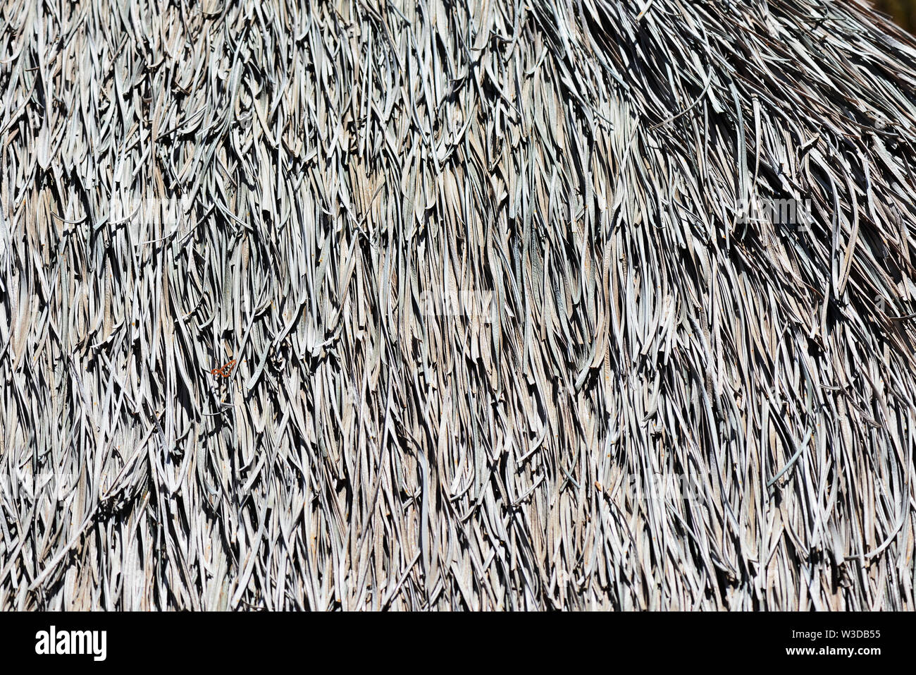 The texture of palm roof close up. Tropical background Stock Photo - Alamy