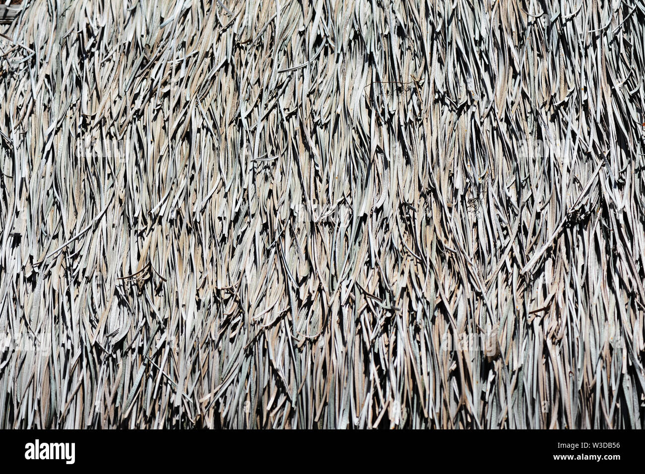 The texture of palm roof close up. Tropical background Stock Photo - Alamy