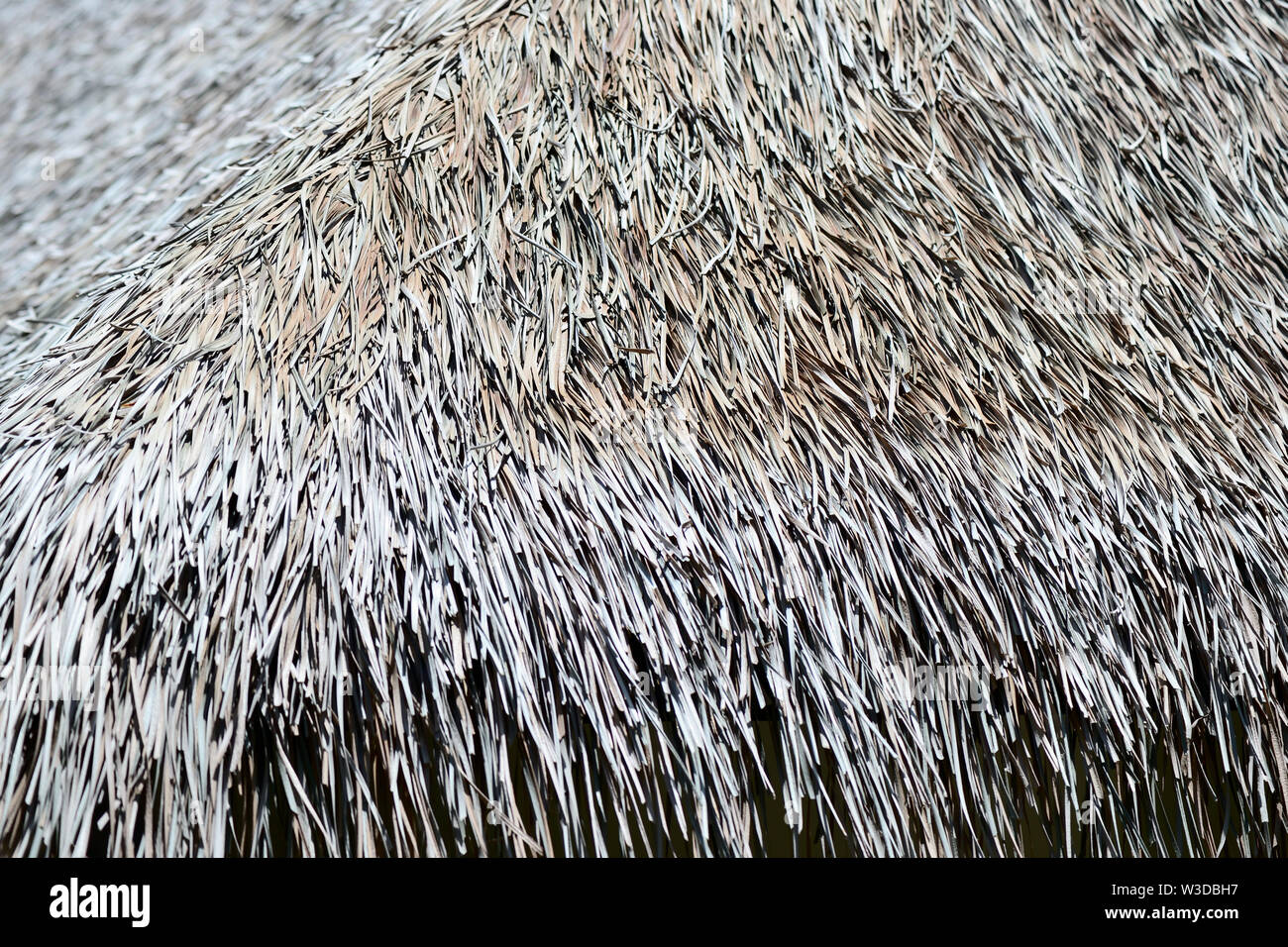 The texture of palm roof close up. Tropical background Stock Photo - Alamy