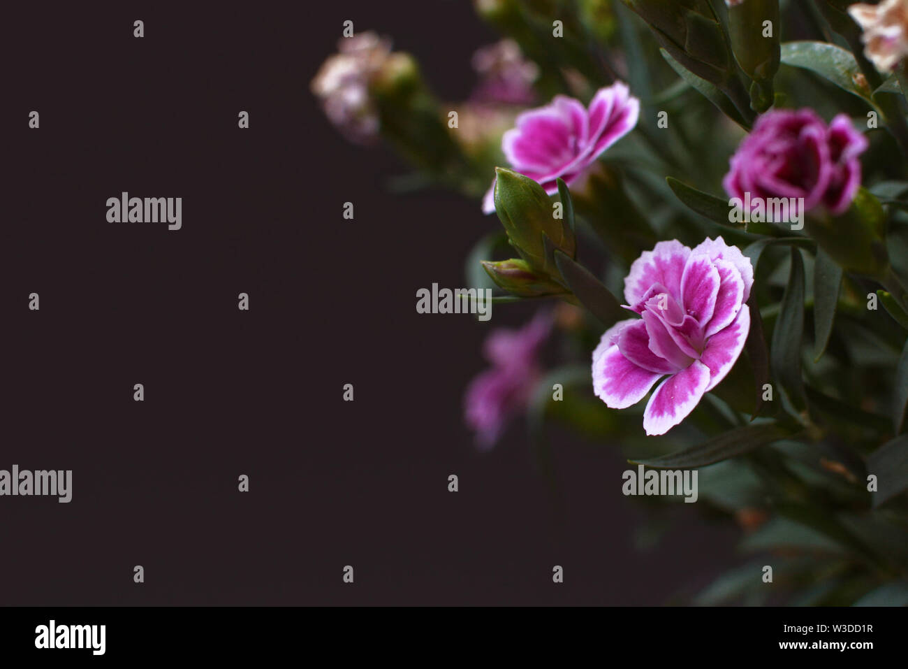 Chinese pink dianthus chinensis hi-res stock photography and images - Alamy