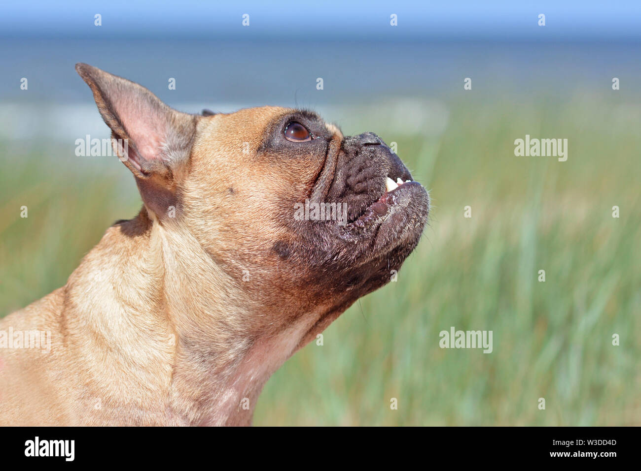 Side profile view of a brown French Bulldog dog wth teeth sticking out ...