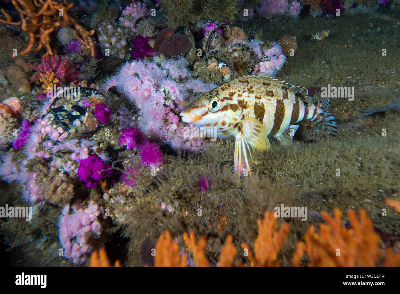 Cold water fish hi-res stock photography and images - Alamy