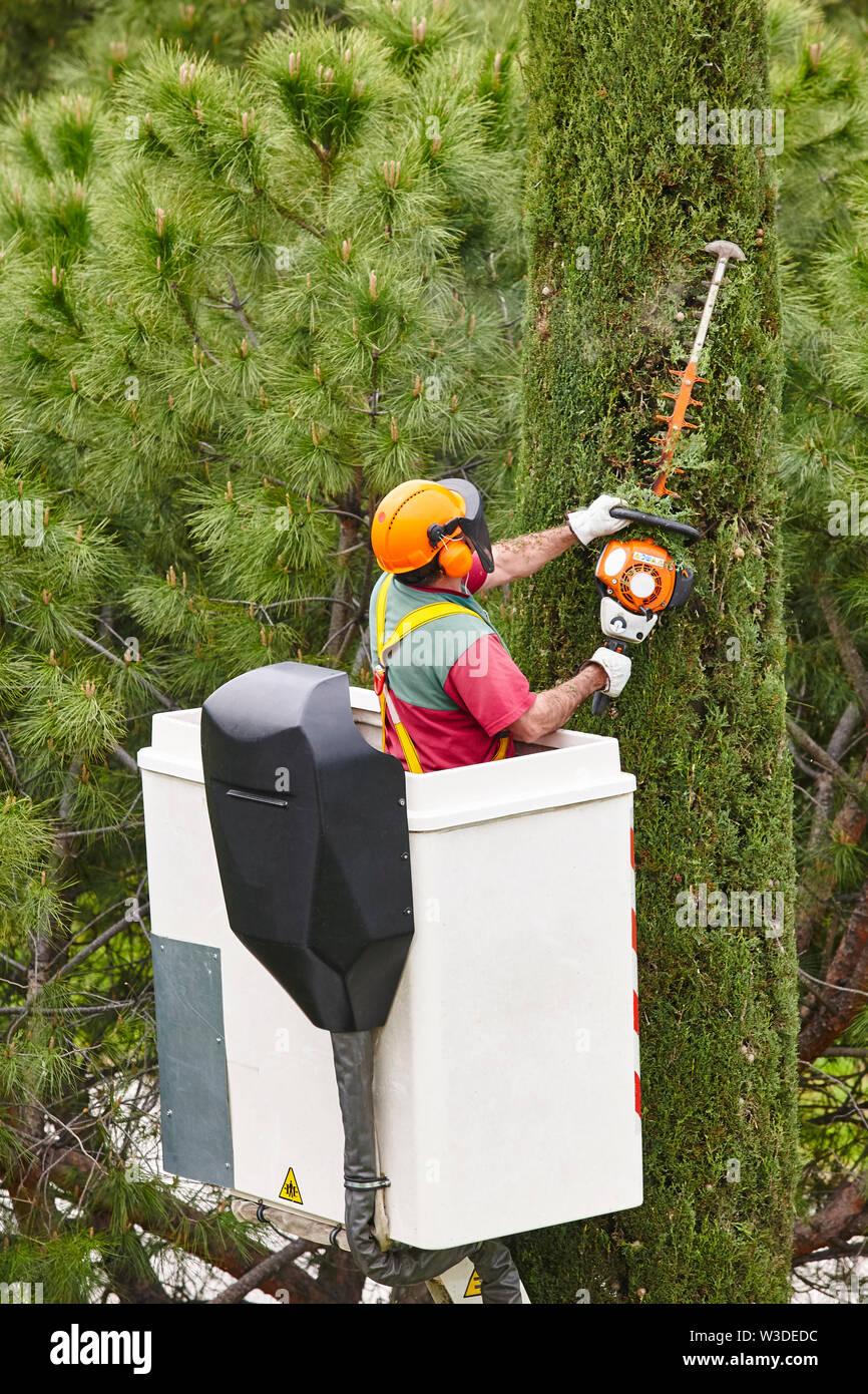 Equipped worker pruning a tree on a crane. Gardening works Stock Photo ...