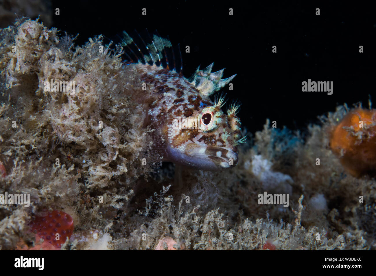 Cape triple fin blenny hi-res stock photography and images - Alamy