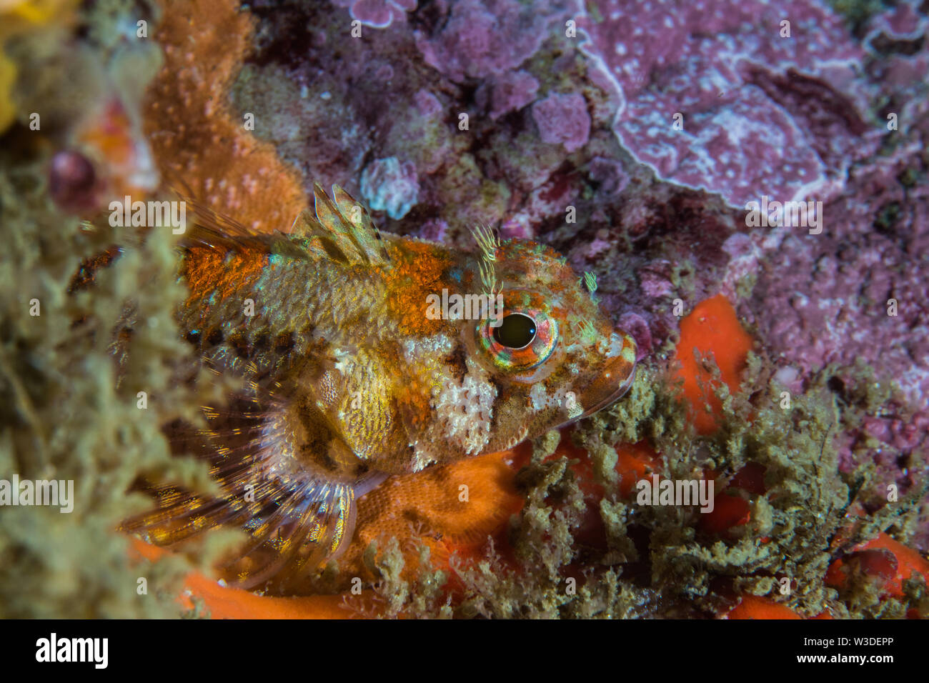 Cape triple fin blenny hi-res stock photography and images - Alamy