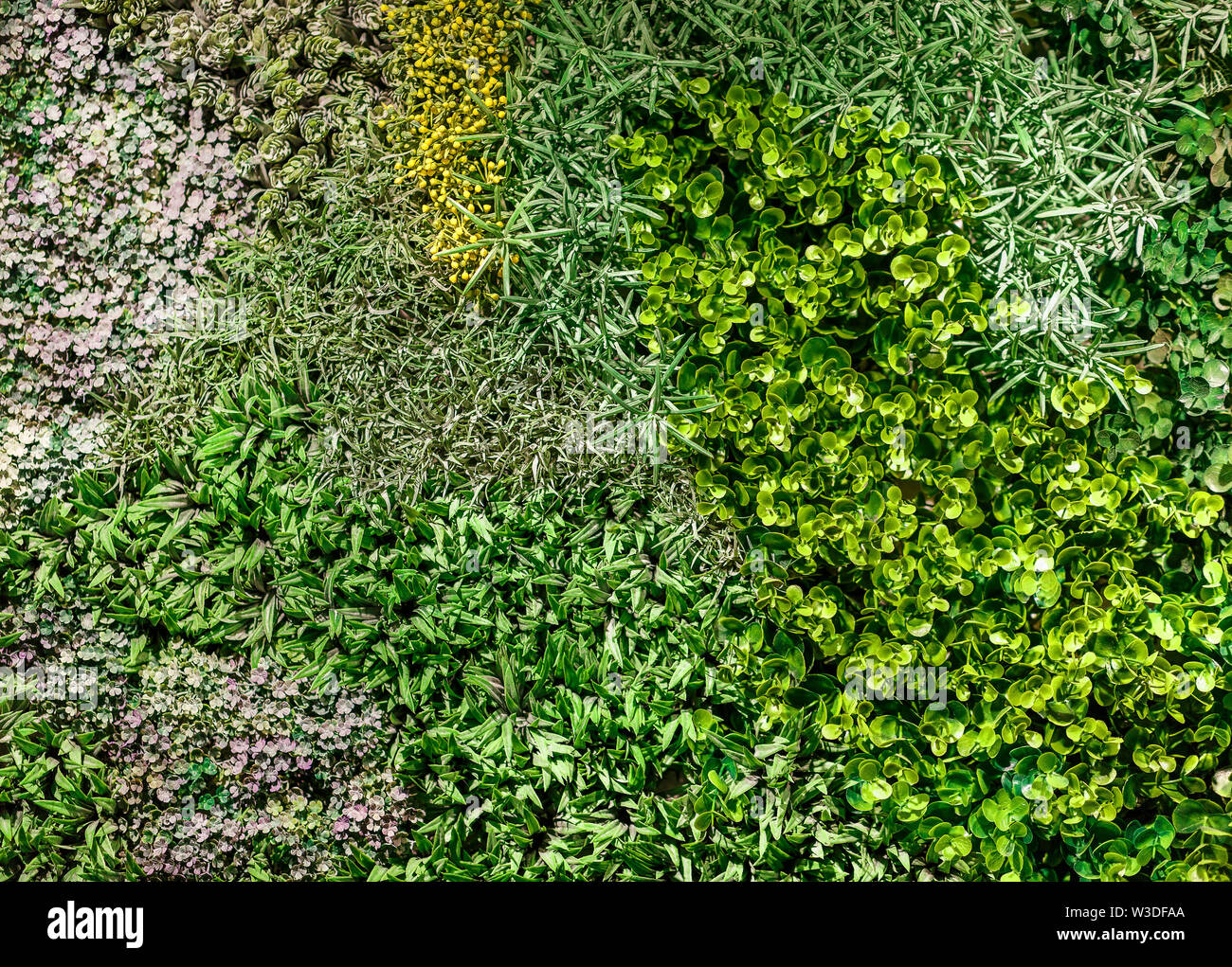 Top view of different green plants for natural interior design Stock ...
