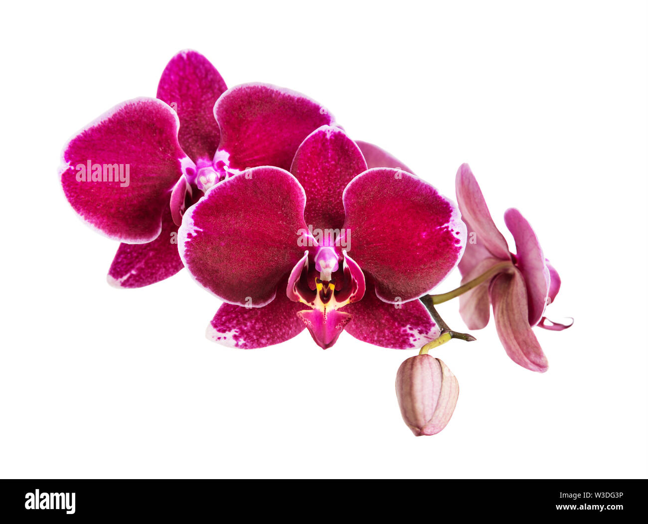 Dark red orchid flowers isolated on a white background Stock Photo - Alamy