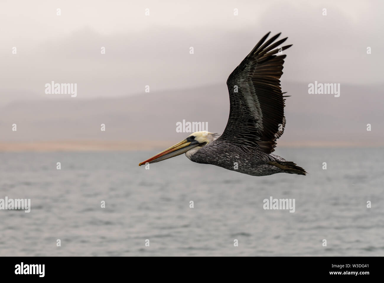 Peruvian Pelican (Pelecanus thagus) in Ballestas Islands, Peru Stock ...